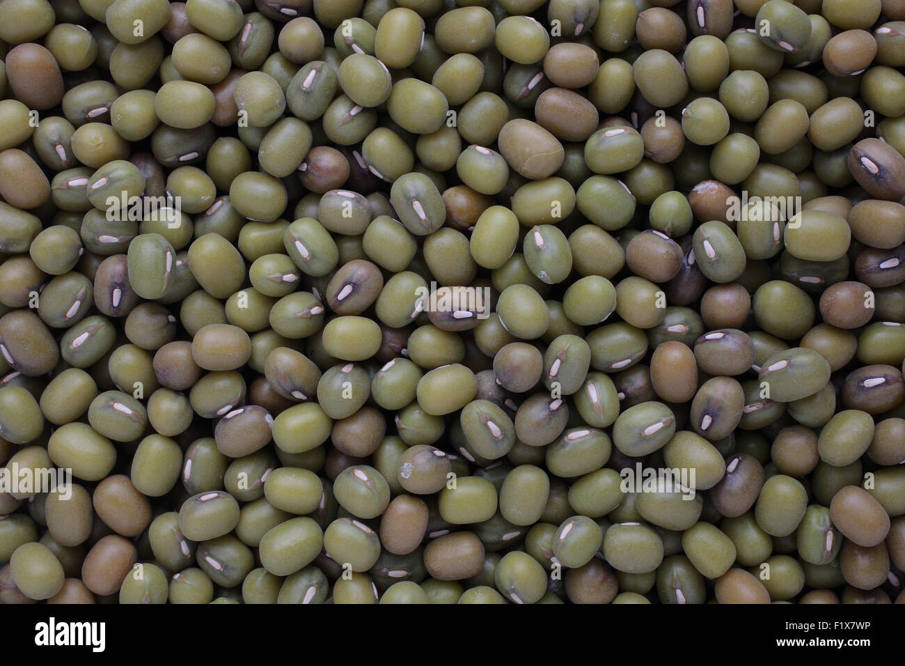 Mung bean, Vigna radiata, also Jerusalem bean, mung dal Stock Photo - Alamy