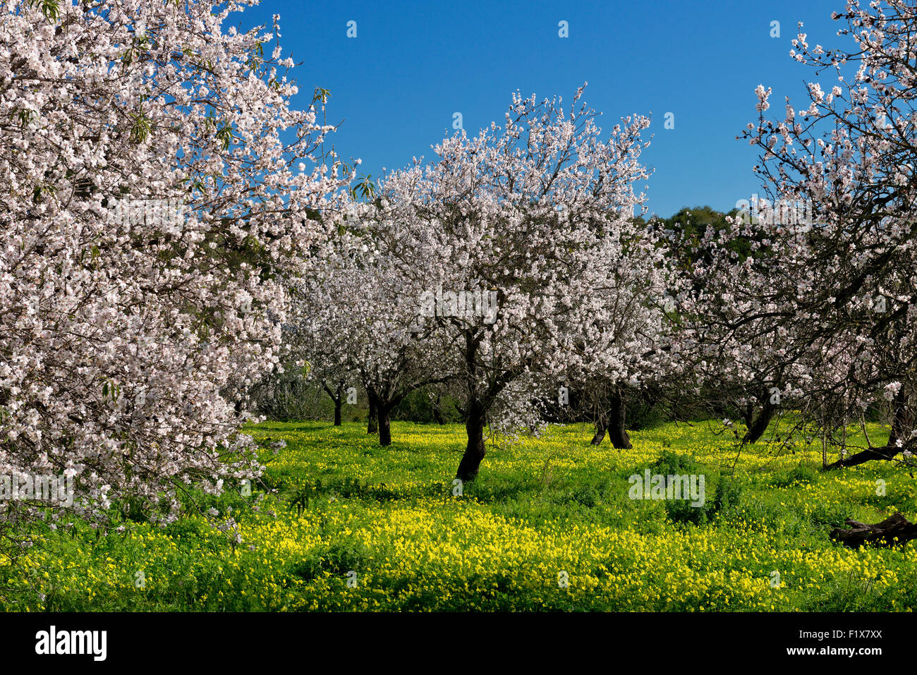 almond trees in flower in the Algarve, Portugal Stock Photo - Alamy