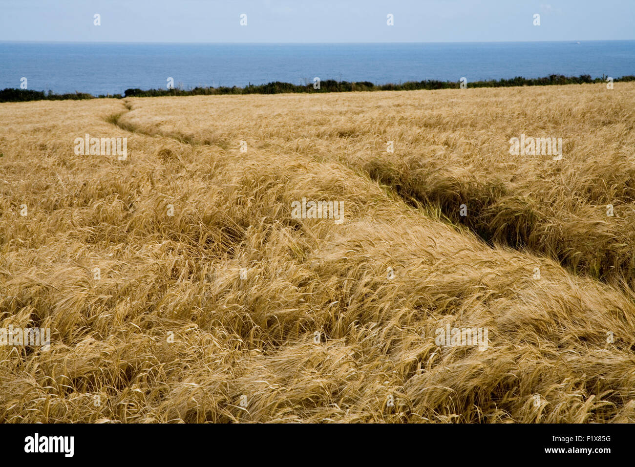 Path through Wheat field Stock Photo - Alamy