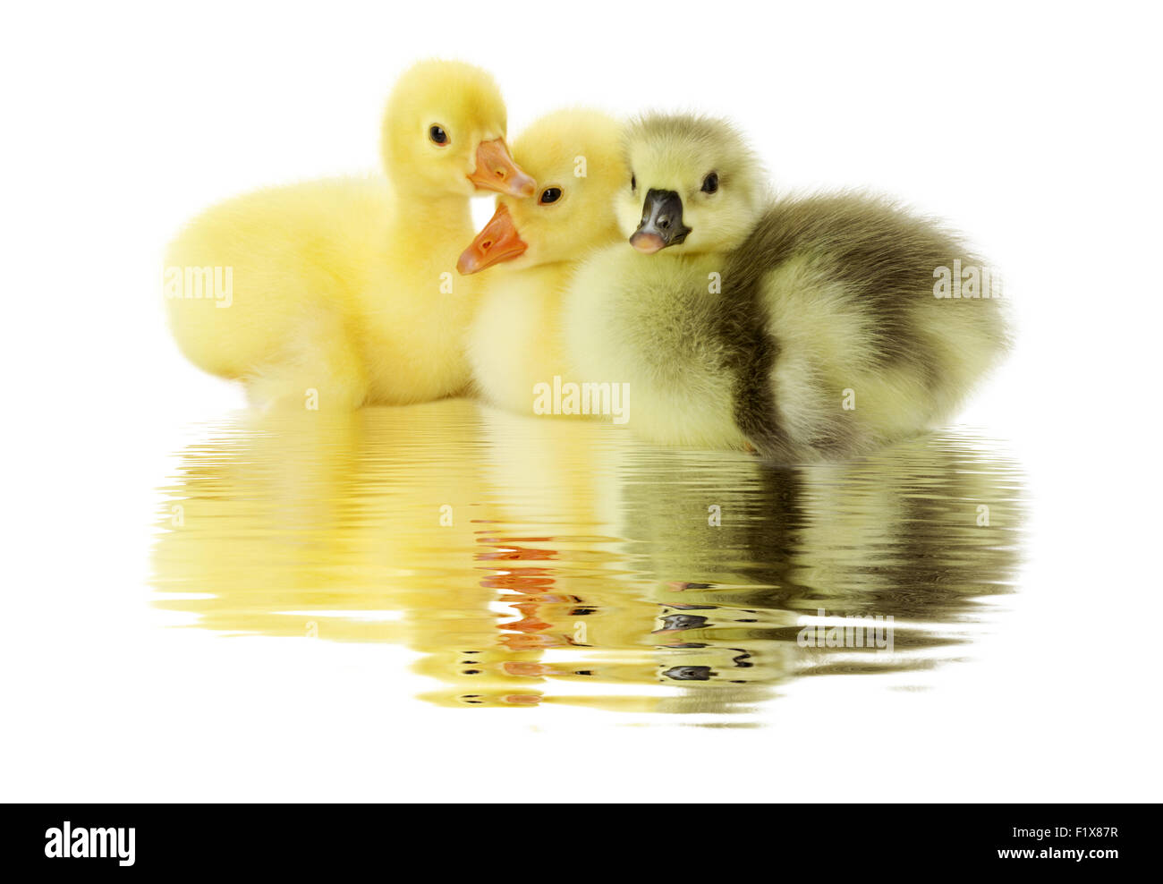 floating ducklings on the white background Stock Photo - Alamy