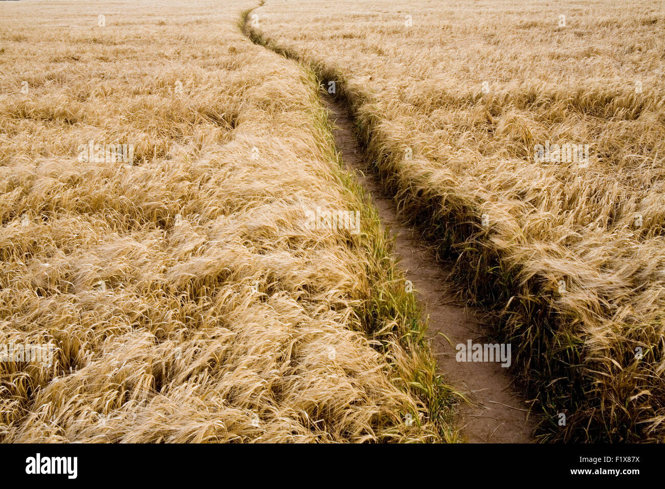 Path through Wheat field Stock Photo - Alamy