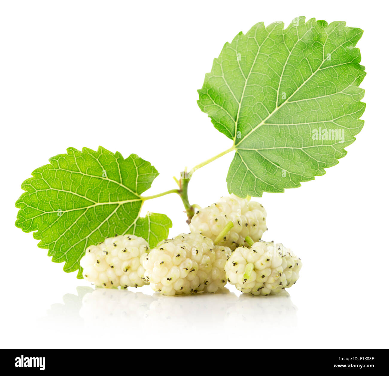 white mulberries isolated on the white background Stock Photo - Alamy