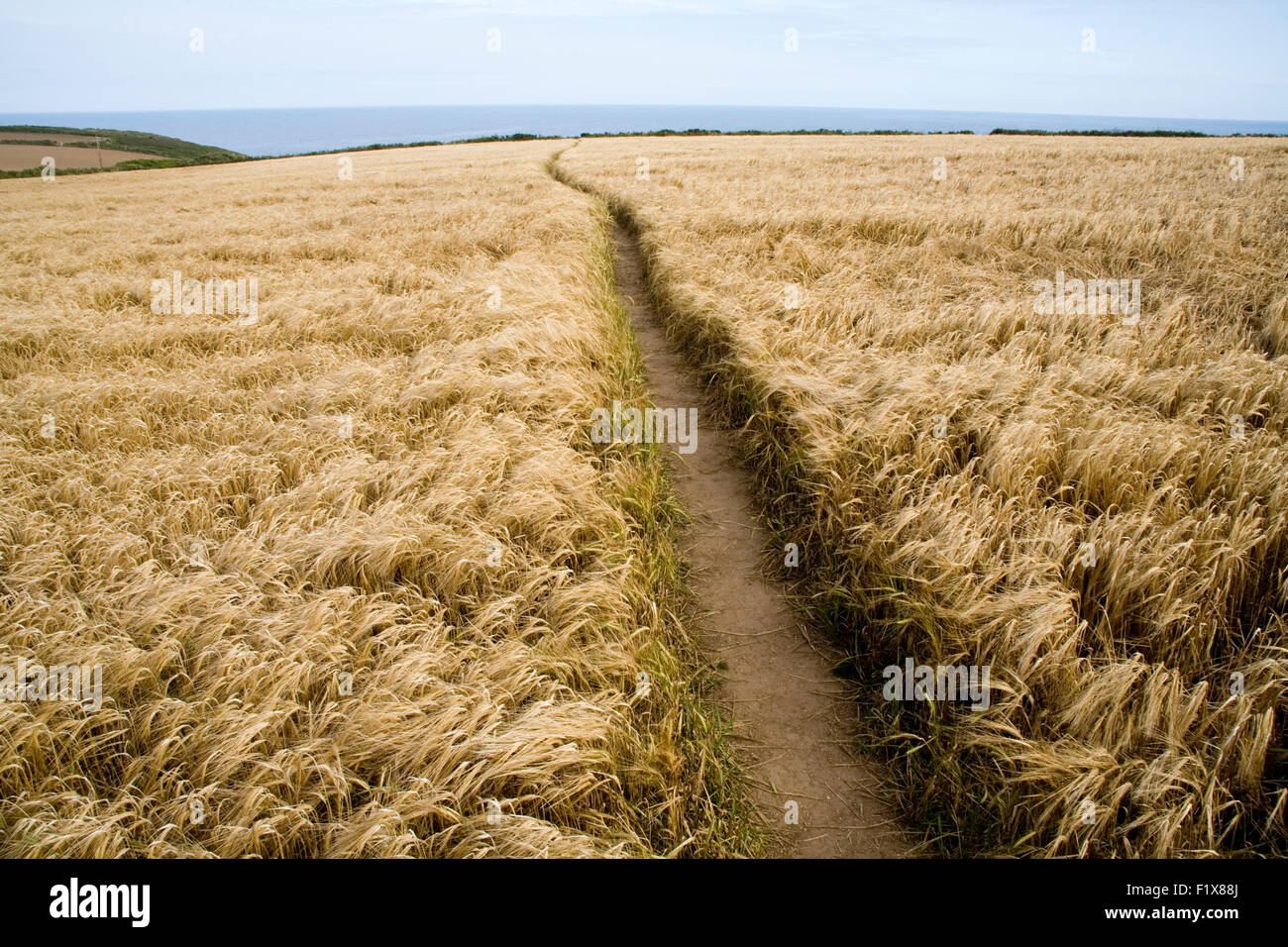 Path through Wheat field Stock Photo - Alamy