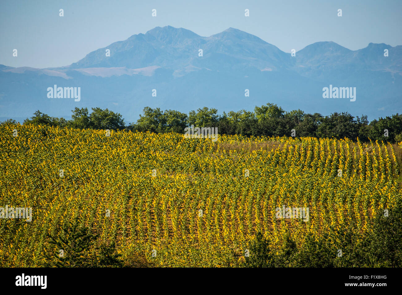 Sunflower field in foothills of Pyrenees, France Stock Photo - Alamy
