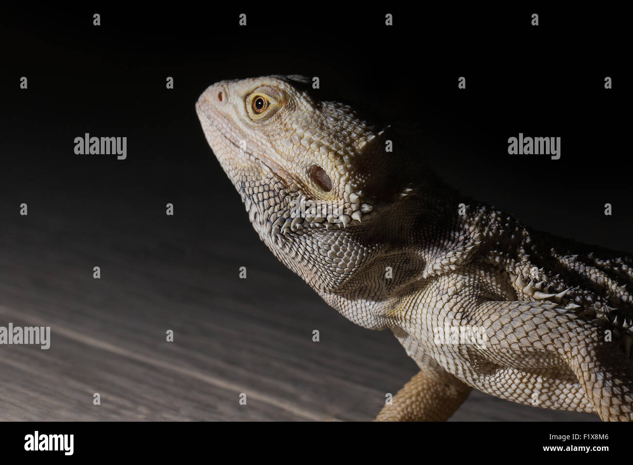 Agama lizard with prey hi-res stock photography and images - Alamy