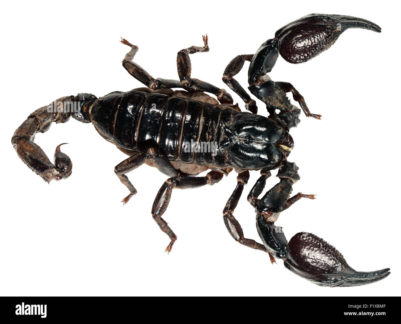 Scorpion Pandinus imperator isolated on white background Stock Photo ...