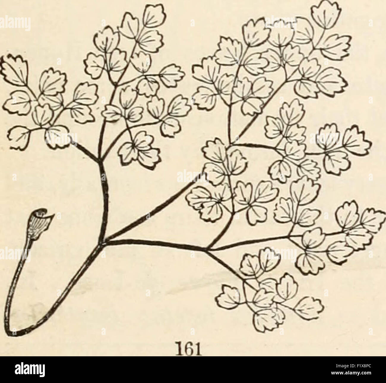 The elements of botany for beginners and for schools Stock Photo - Alamy