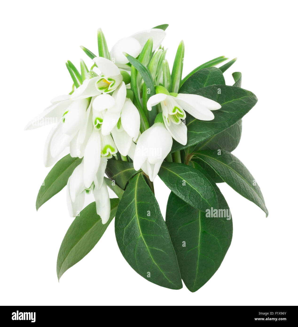 snowdrops on white background Stock Photo - Alamy