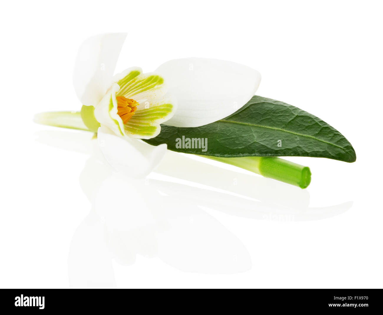 snowdrops on white background Stock Photo - Alamy