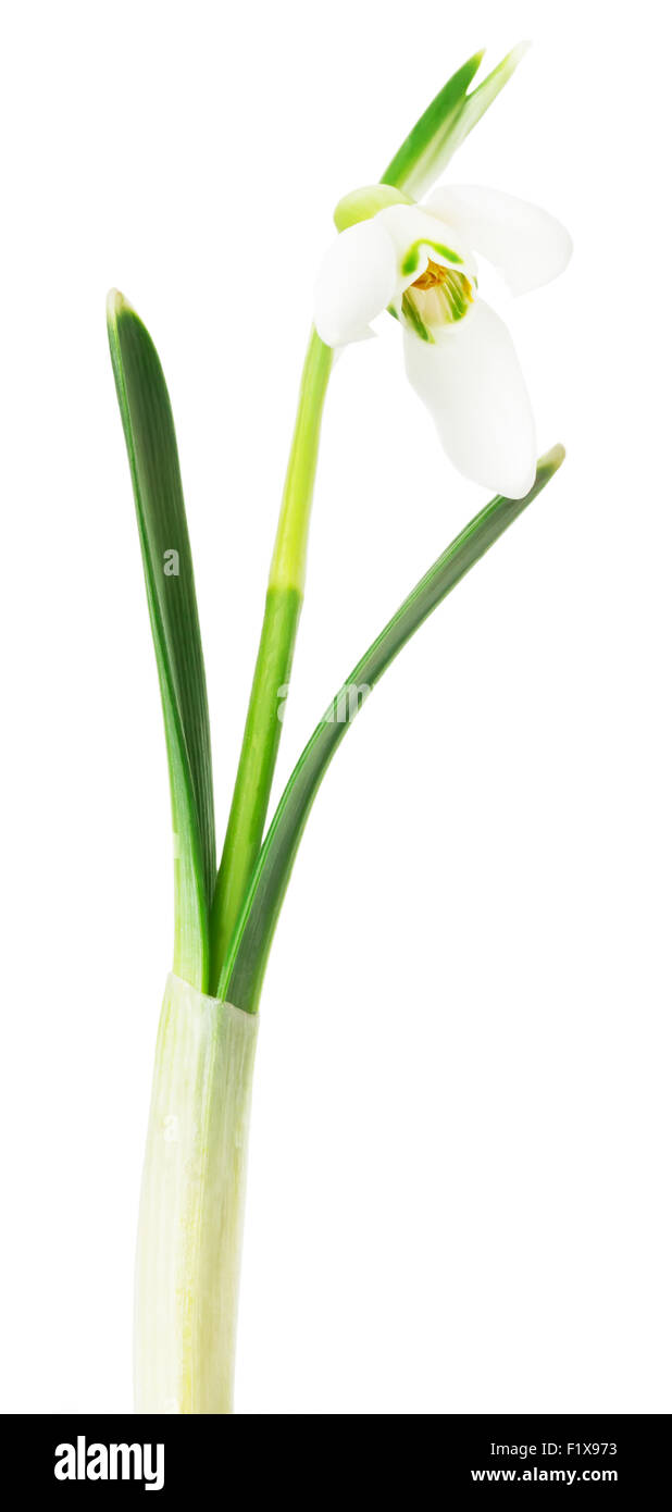 snowdrop on white background Stock Photo - Alamy