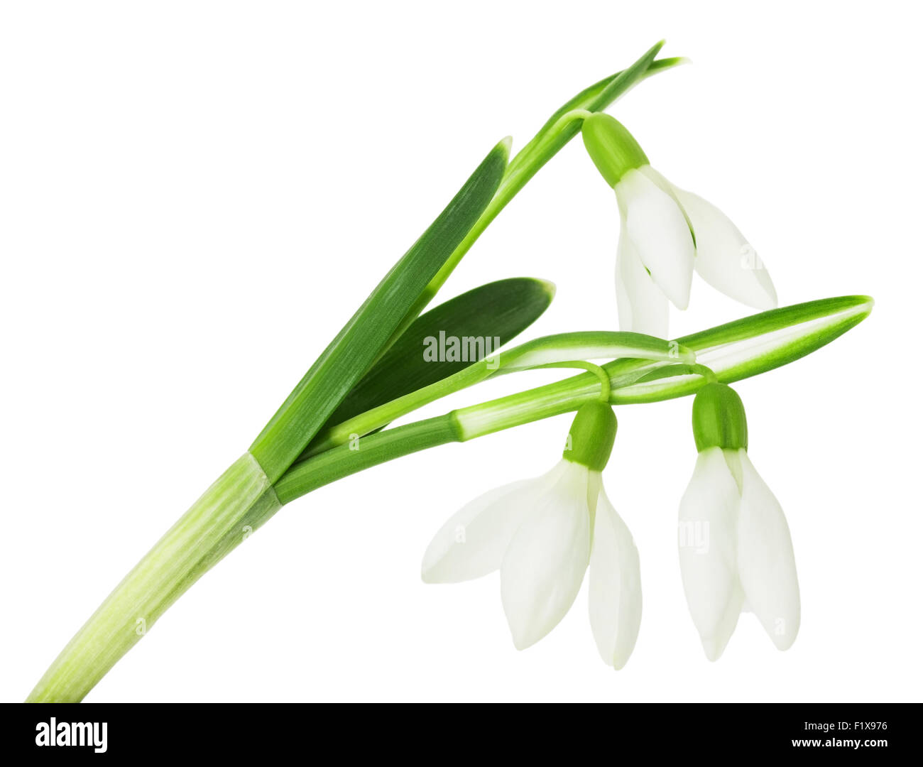 Bouquet of snowdrops Cut Out Stock Images & Pictures - Alamy