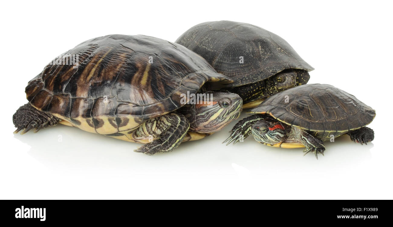 turtles on a white background Stock Photo - Alamy