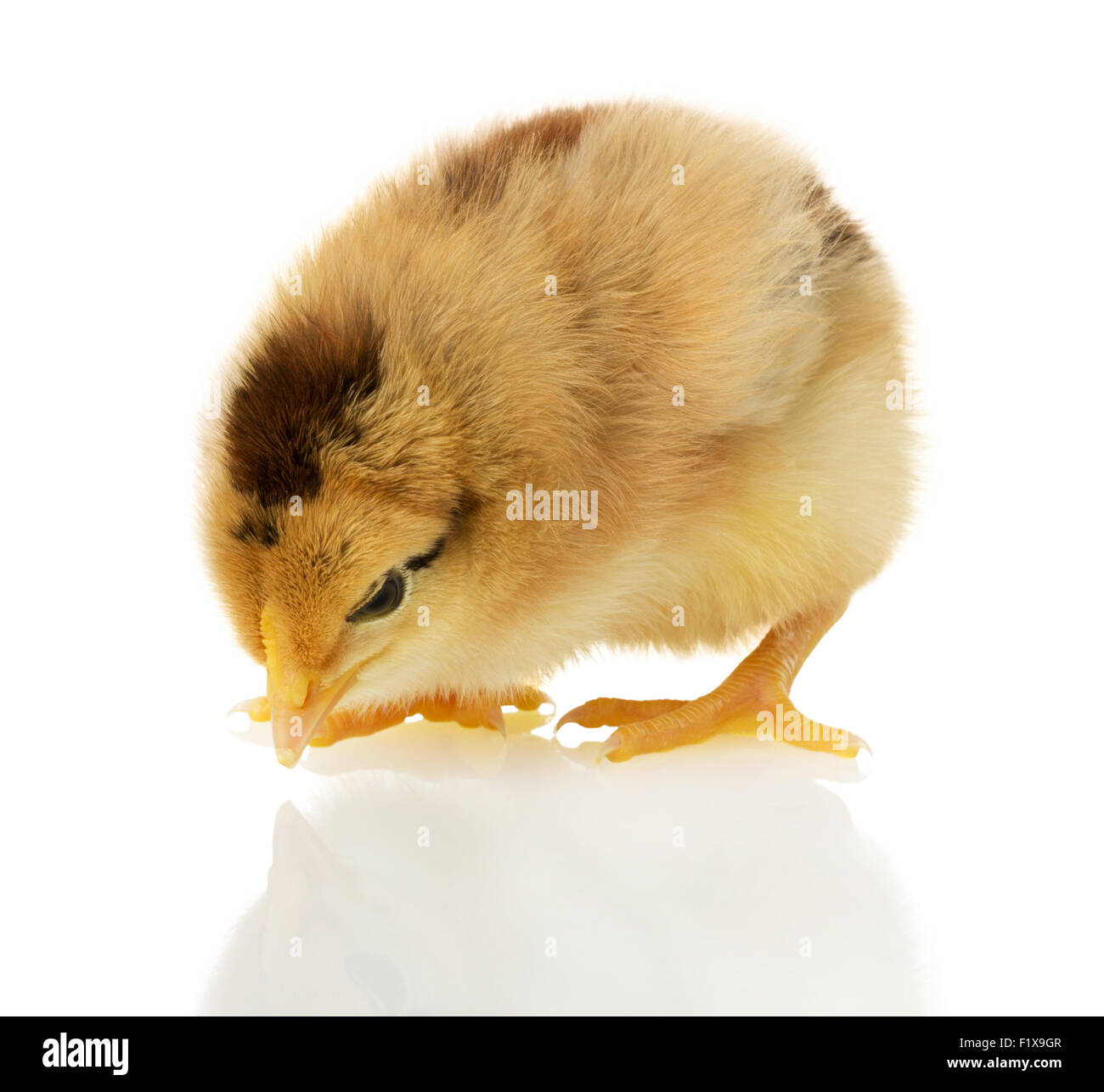 Baby chicken chick on white hi-res stock photography and images - Alamy