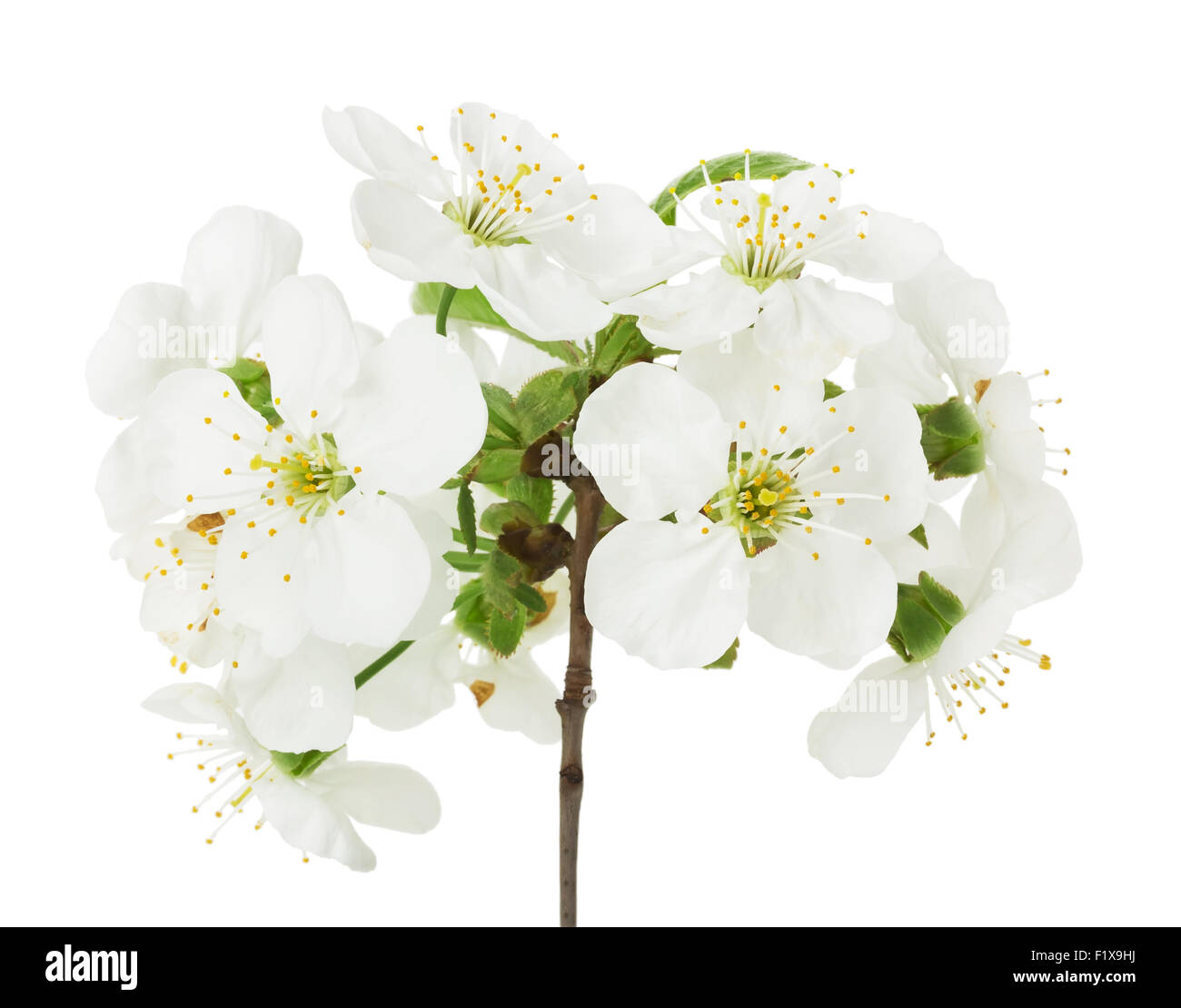 Blossom Cut Out Stock Images & Pictures - Alamy