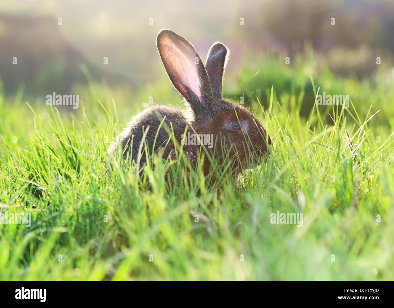 gray rabbit in the grass Stock Photo - Alamy