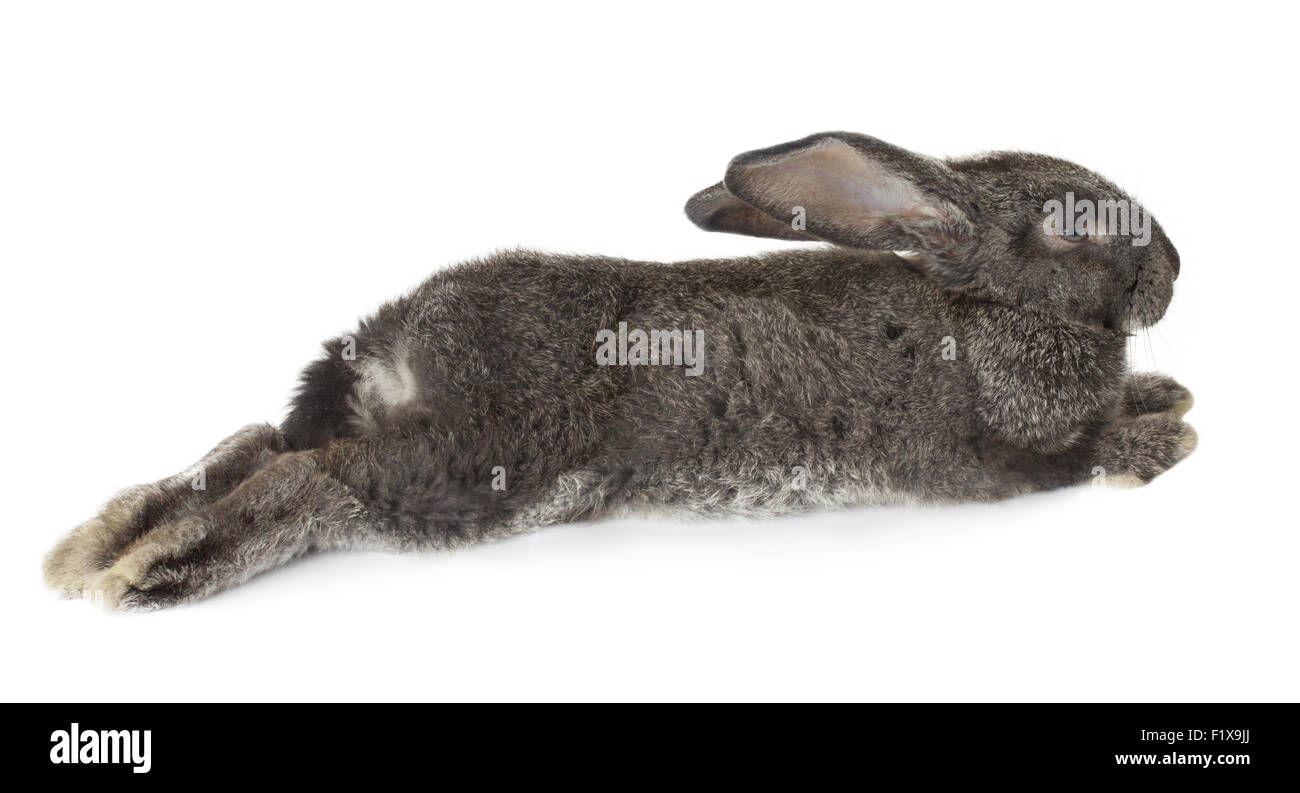 Puppy rabbit Cut Out Stock Images & Pictures - Alamy