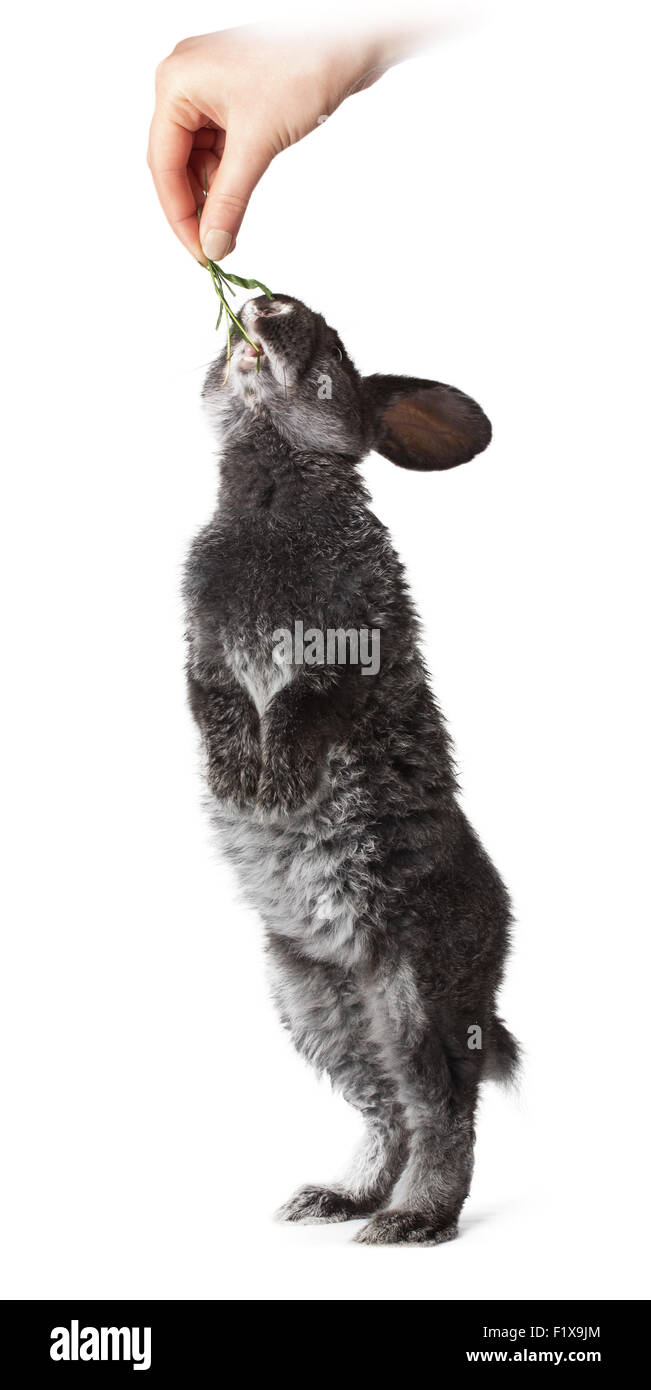 Puppy rabbit Cut Out Stock Images & Pictures - Alamy