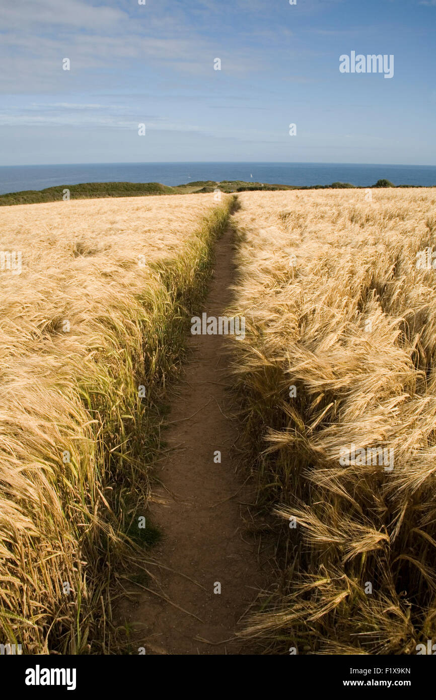 Path through wheat field on cliff top leading to sea Stock Photo - Alamy