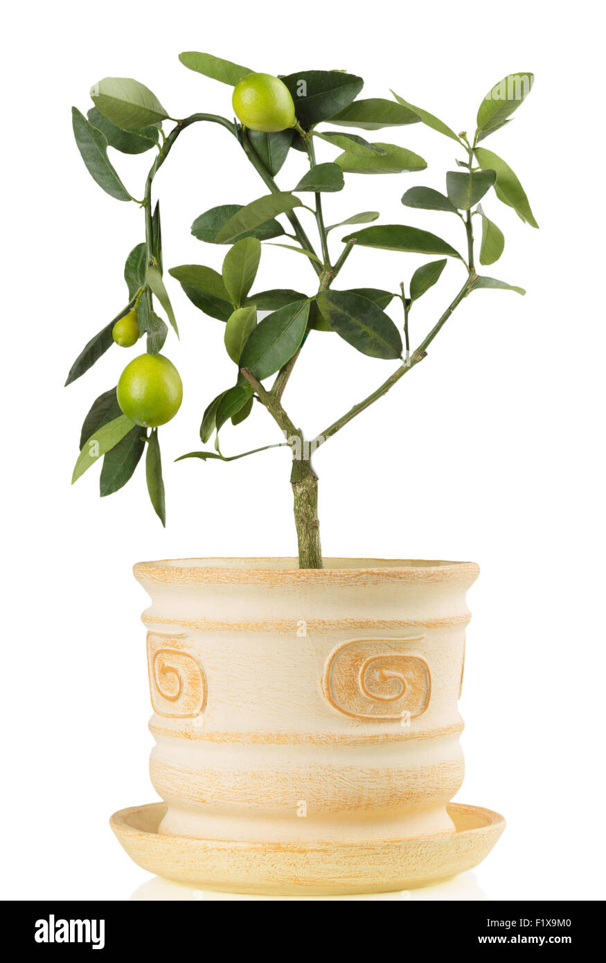 lemon tree houseplant on white background Stock Photo - Alamy