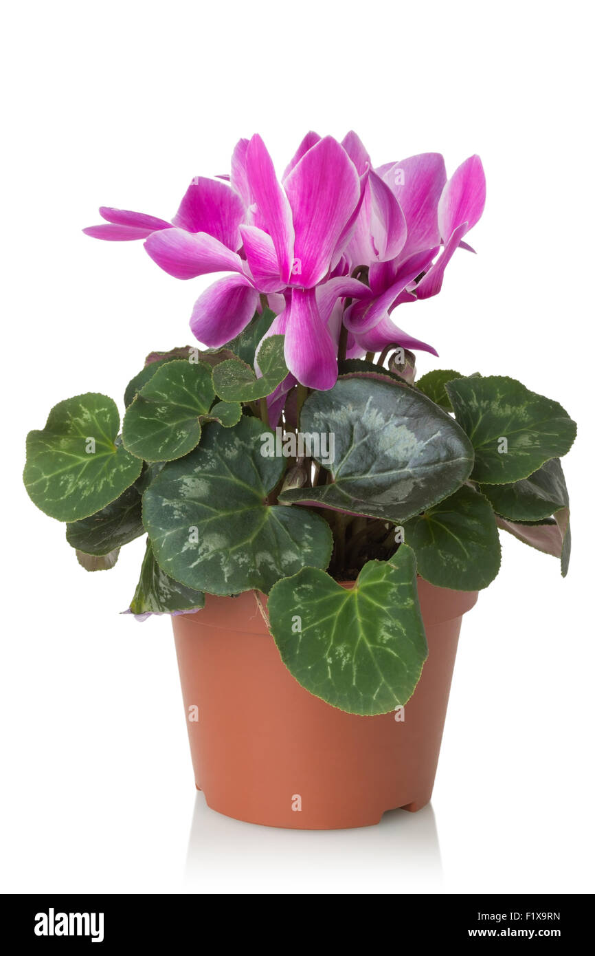 Green flower purple background Cut Out Stock Images & Pictures - Alamy