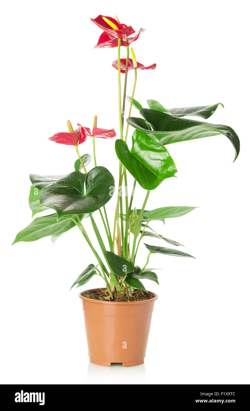 Leaf on pink background Cut Out Stock Images & Pictures - Alamy