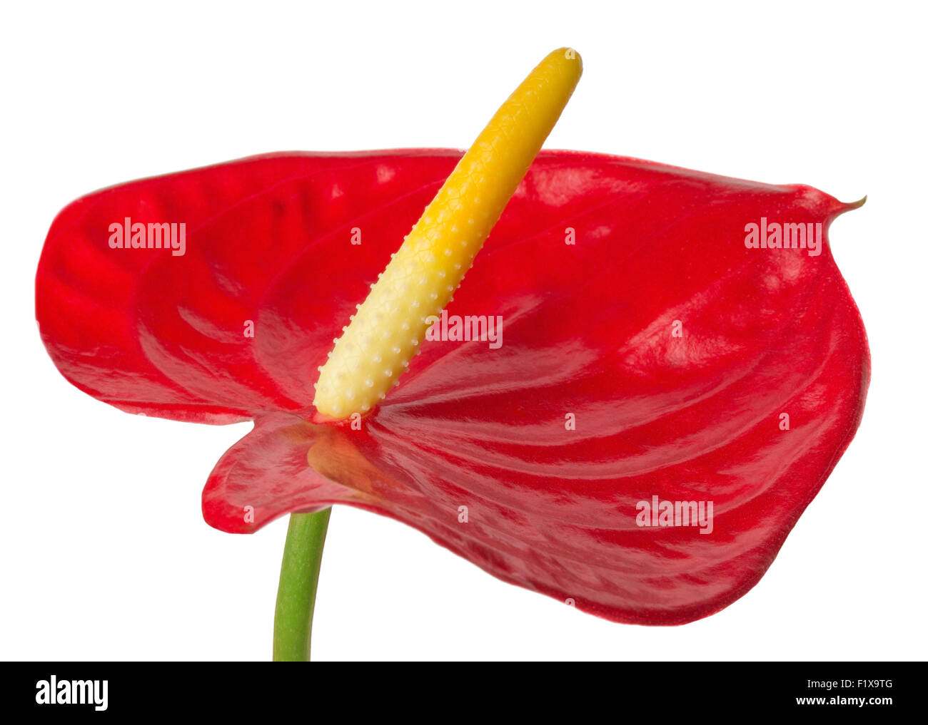 Leaf on pink background Cut Out Stock Images & Pictures - Alamy