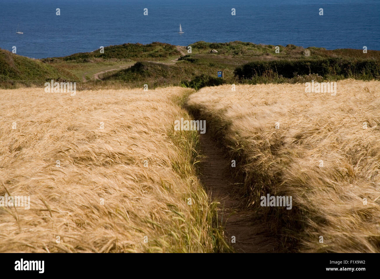 Path through wheat field on cliff top leading to sea Stock Photo - Alamy