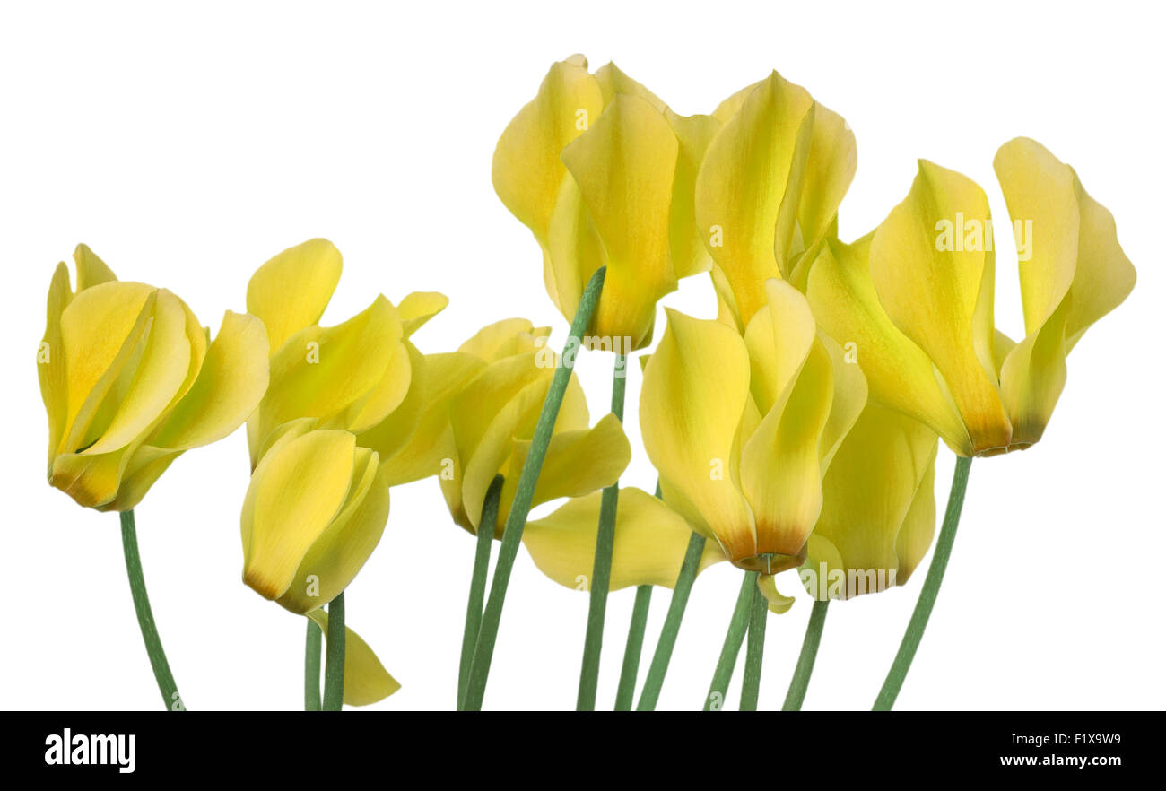 yellow cyclamen flower on a white background Stock Photo - Alamy