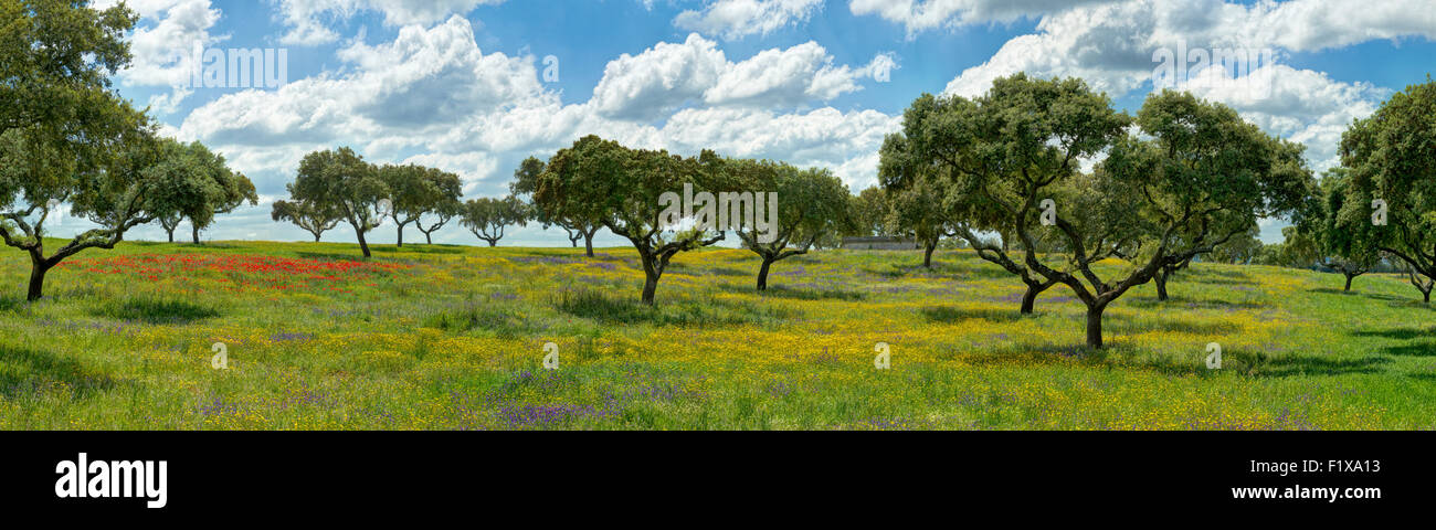 Panoramic view of a typical meadow in the Alentejo with cork trees ...