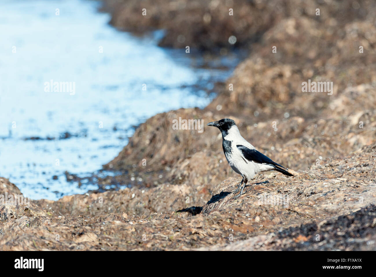 Craw hi-res stock photography and images - Alamy