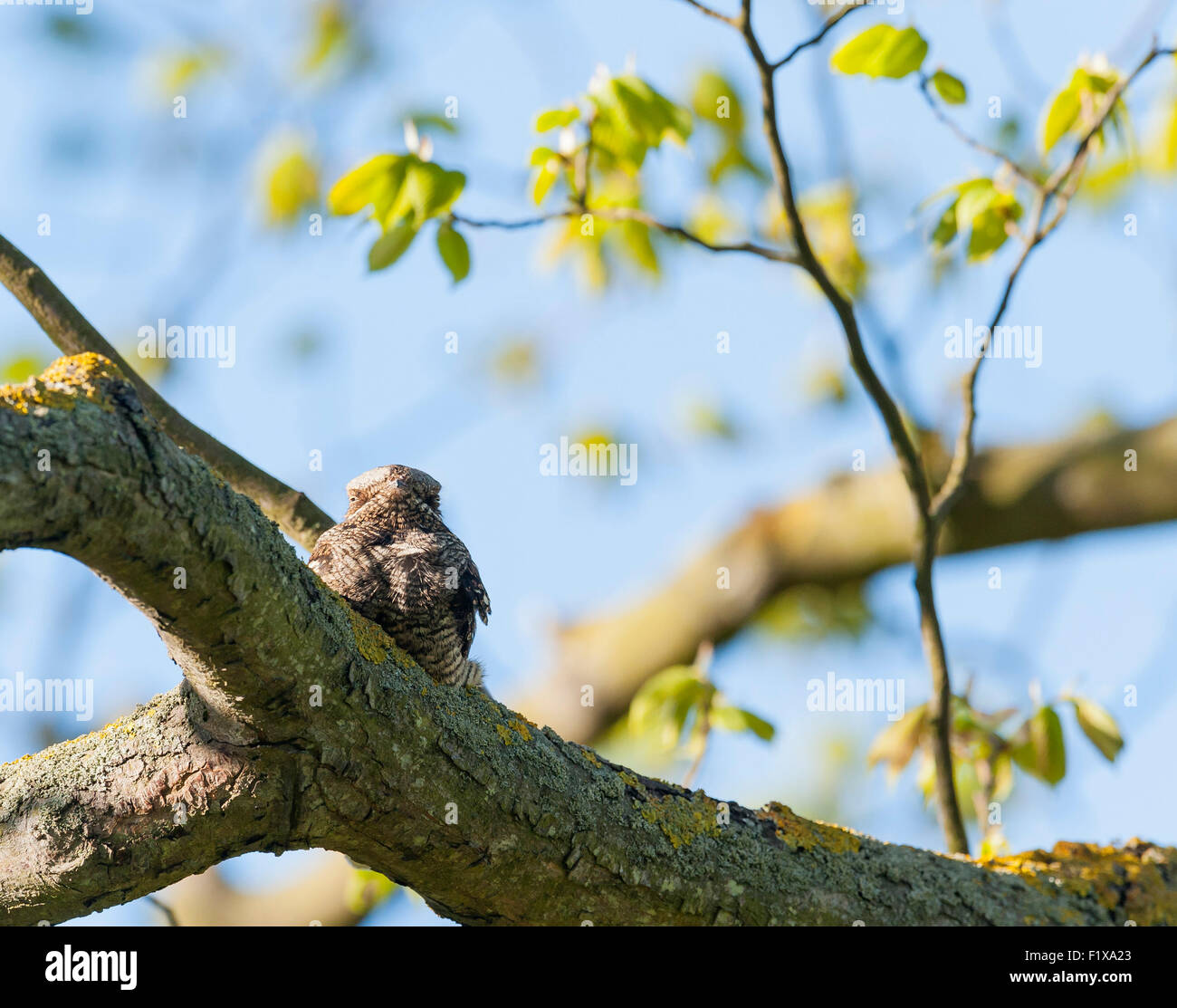 Nightjar resting hi-res stock photography and images - Alamy