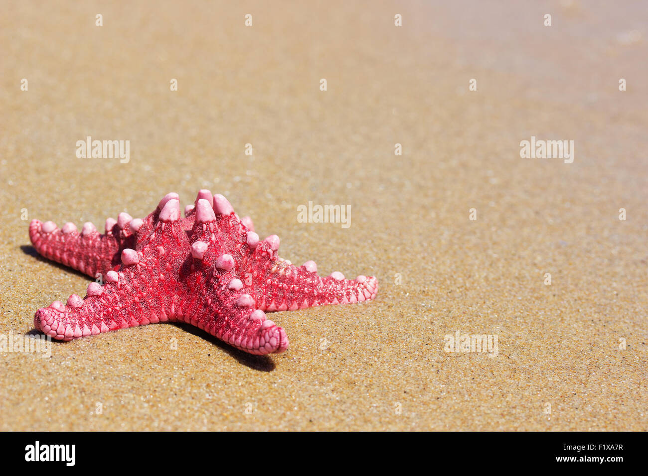 red starfish on the beach sand Stock Photo - Alamy