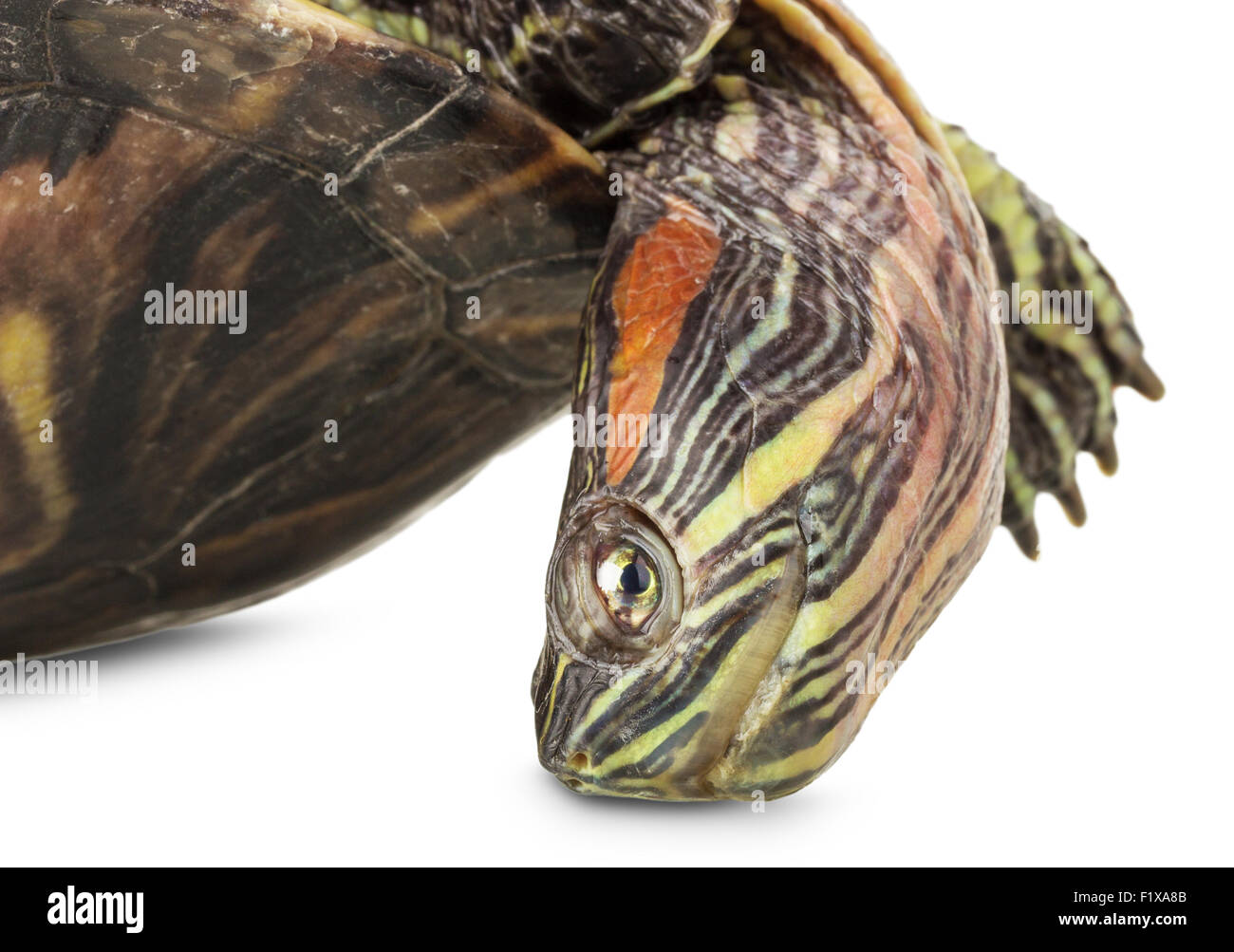 turtle isolated on the white background Stock Photo - Alamy