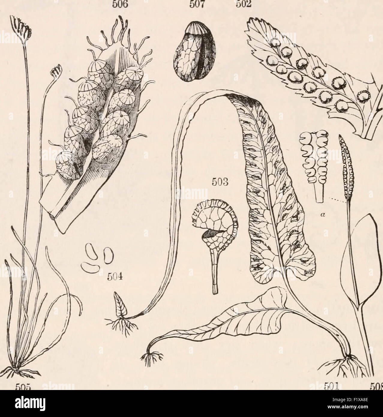 The elements of botany for beginners and for schools Stock Photo - Alamy