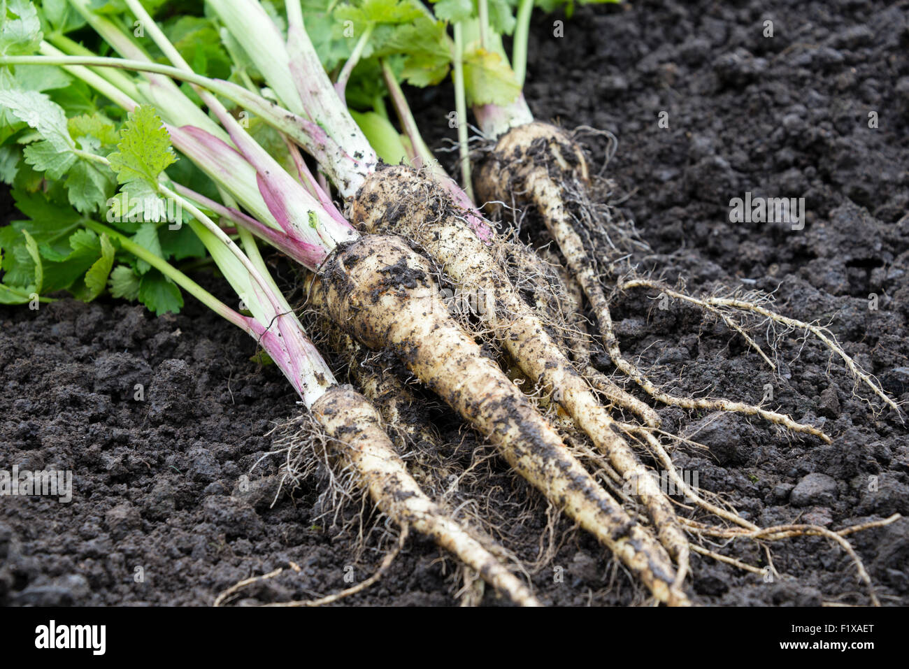 Harvesting parsnips from the vegetable garden. Sheffield, England, UK ...
