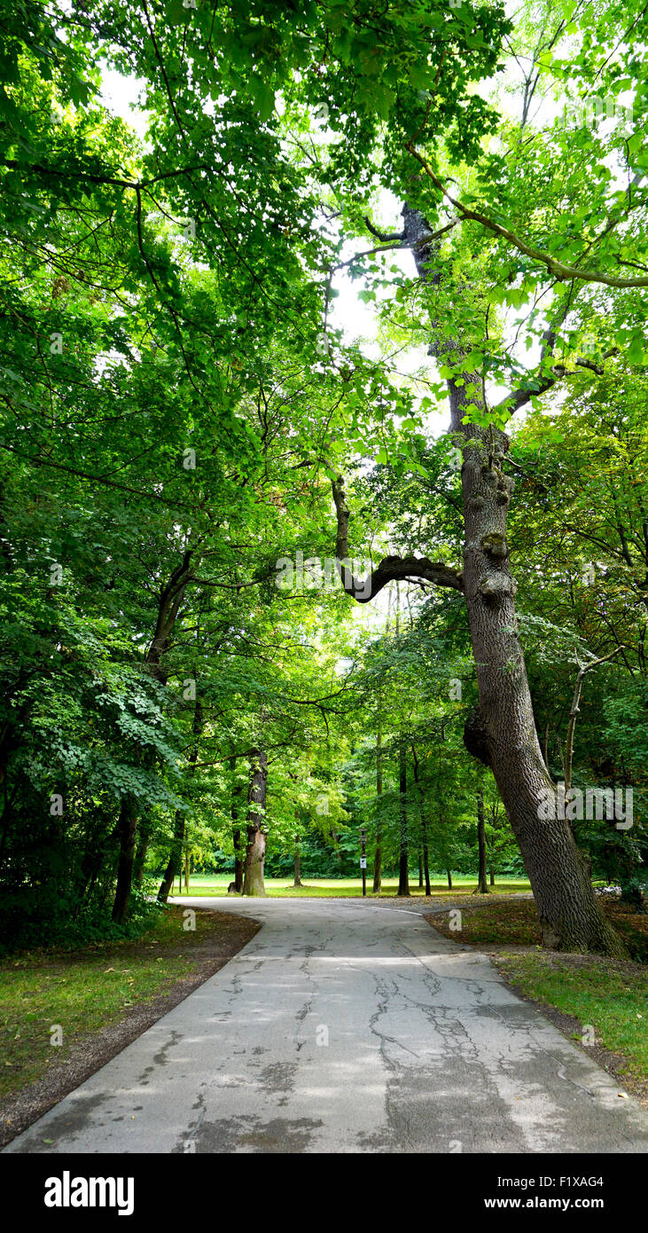 Tree in pedestrian walkway hi-res stock photography and images - Alamy
