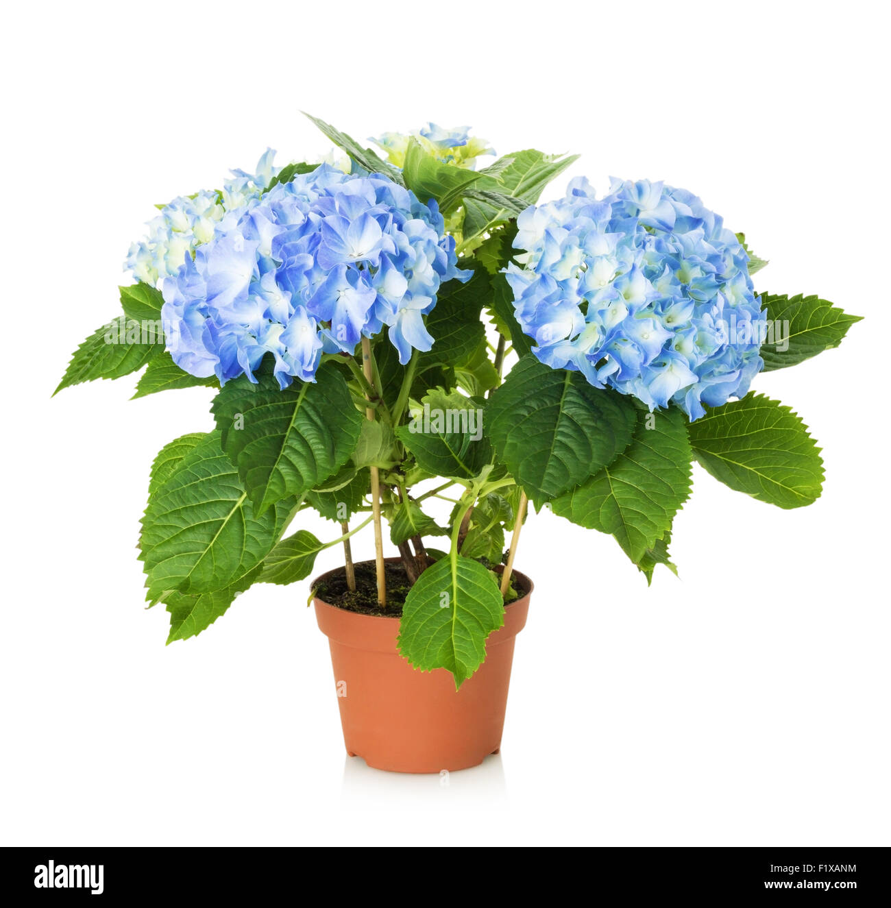Beautiful blue hydrangea flower Stock Photo - Alamy