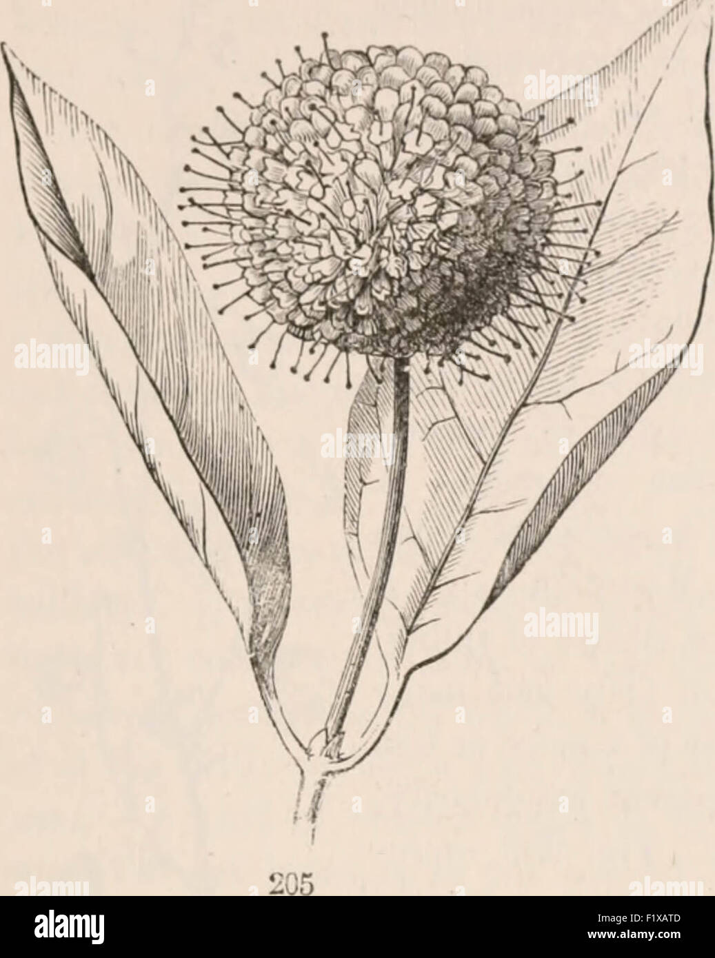 The elements of botany for beginners and for schools Stock Photo - Alamy