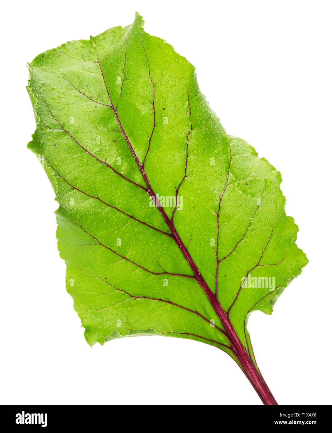 beet leaf isolated on the white background Stock Photo - Alamy