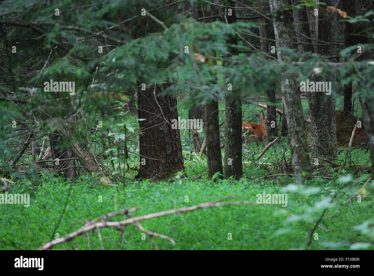 A deer in a forest, with pine trees Stock Photo - Alamy