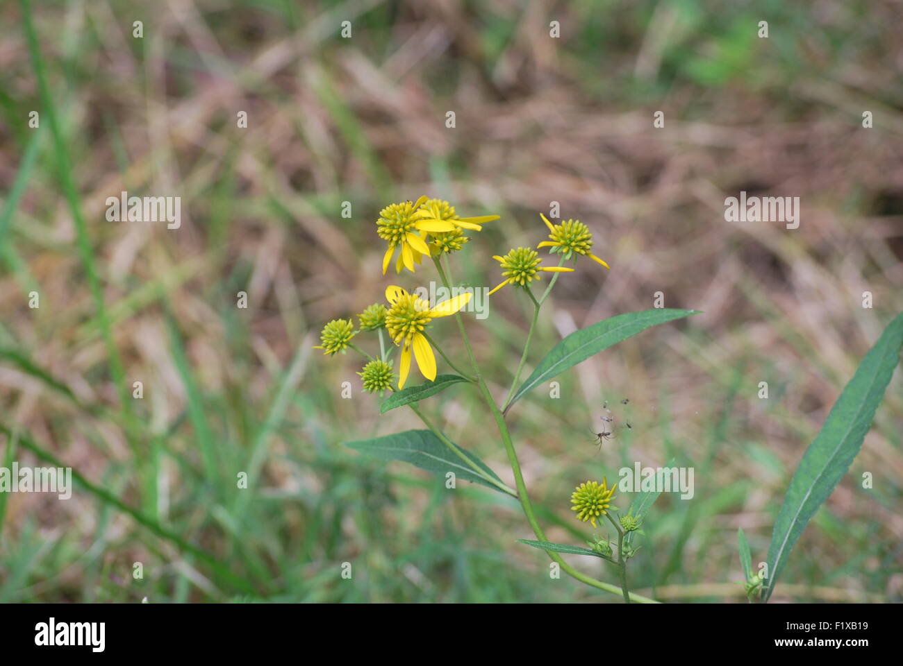 Yellow flower cluster hi-res stock photography and images - Alamy