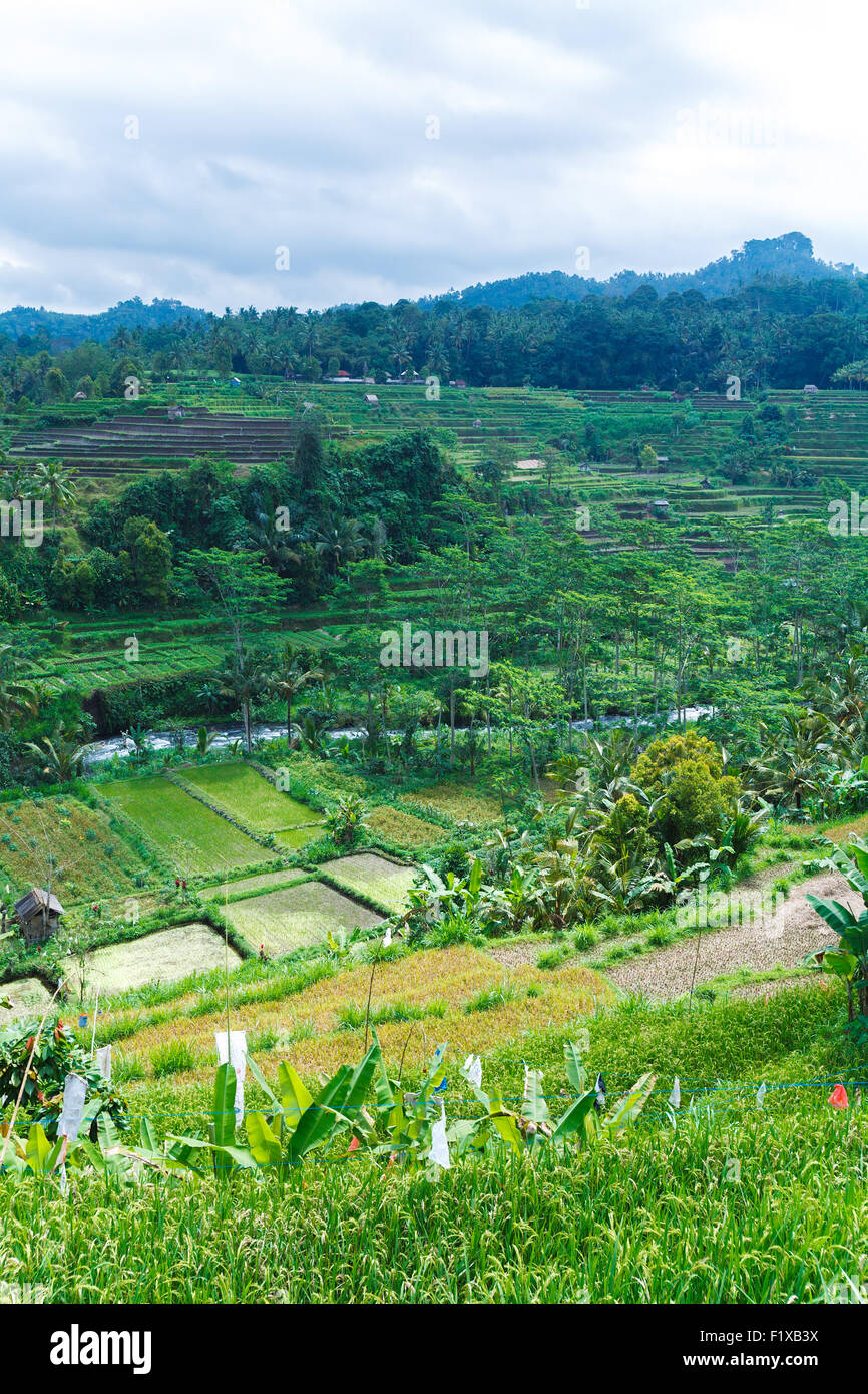 Landscape with Rice Field and Jungle in the Heart of Bali Island ...