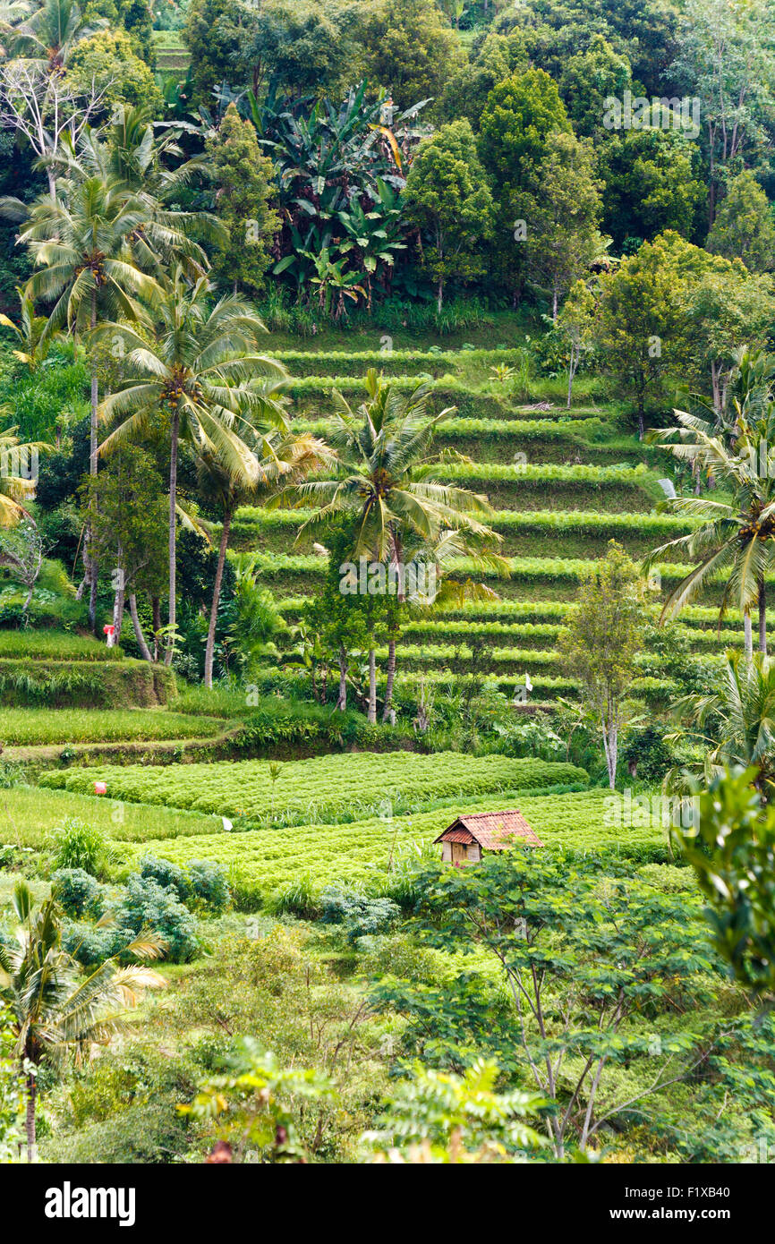 Landscape with Rice Field and Jungle in the Heart of Bali Island ...