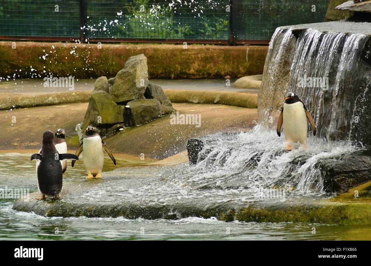 Splash to play hi-res stock photography and images - Alamy