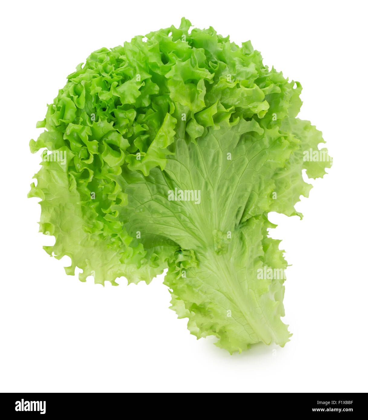 lettuce leaves isolated on the white background Stock Photo - Alamy