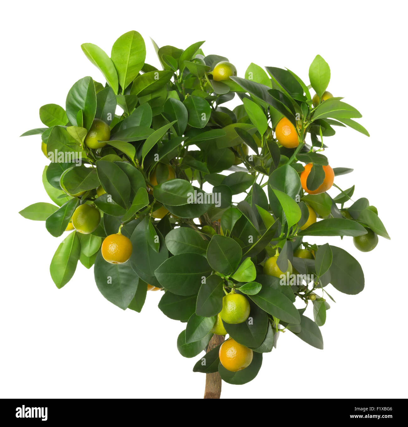 Golden Dawn Tangerine Tree