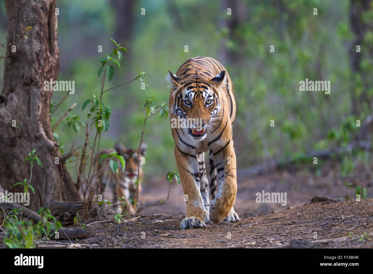 Bengal Tigress and her cub nearby Rajbaug area Ranthambhore Forest ...