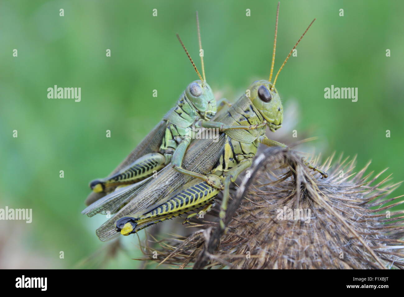 Grasshoppers hi-res stock photography and images - Alamy