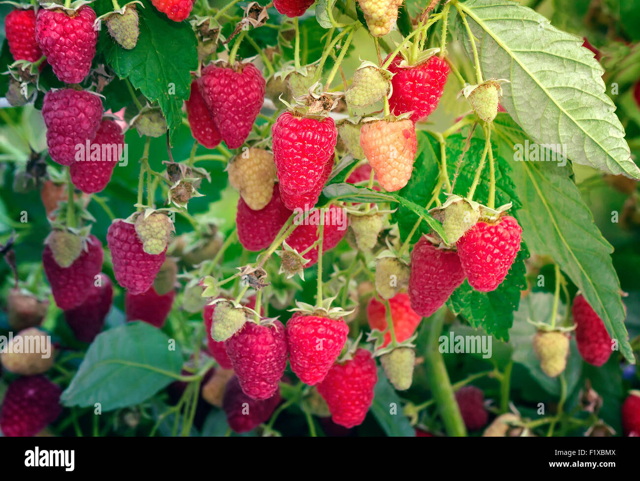 In the garden on the branches of the raspberry Bush is maturing a large ...