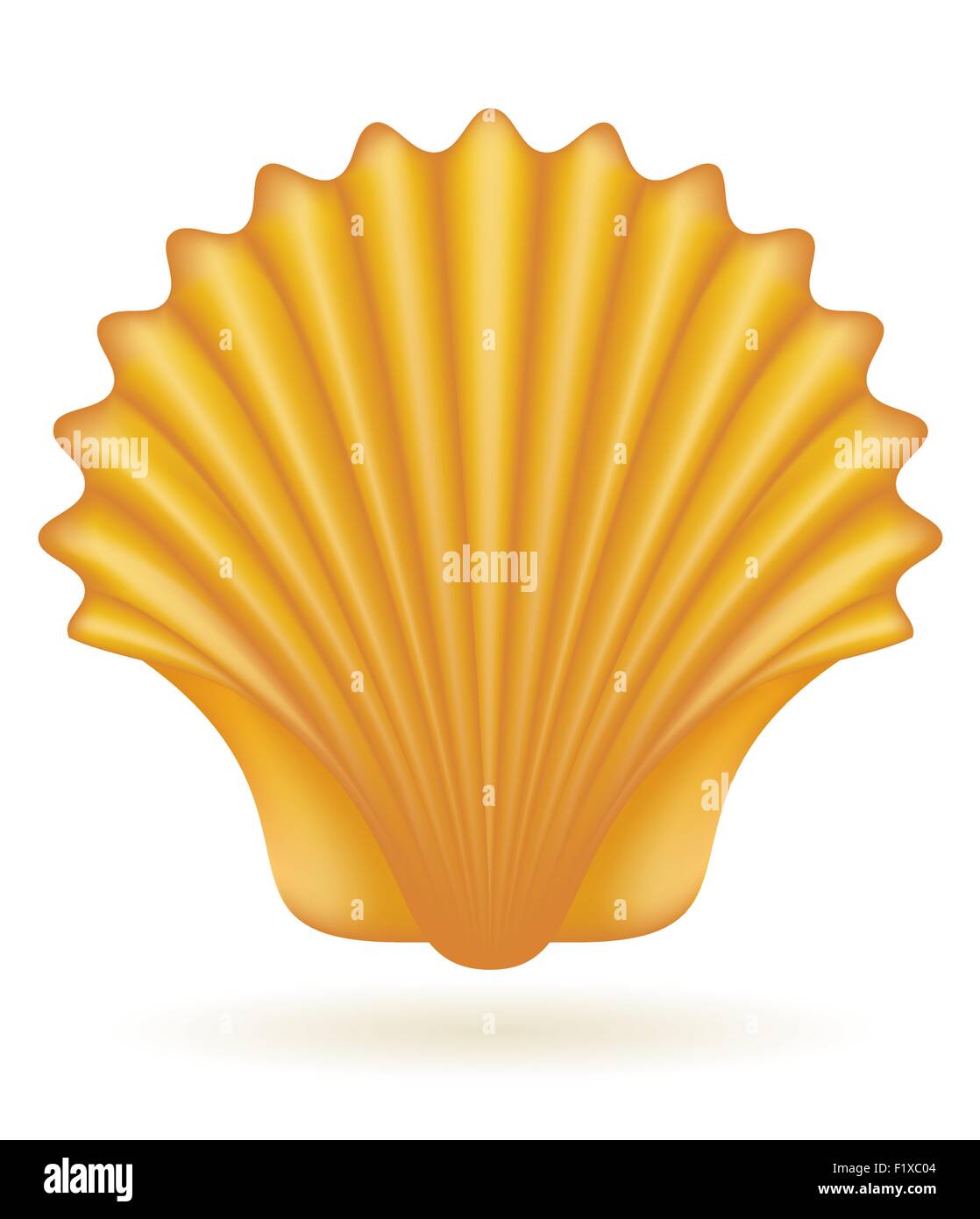 shell sea vector illustration isolated on white background Stock Vector ...